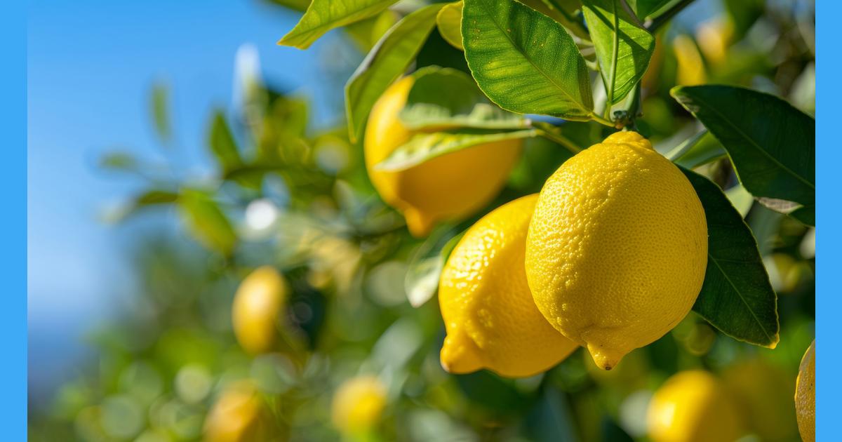 Citrus | Fresh Pride