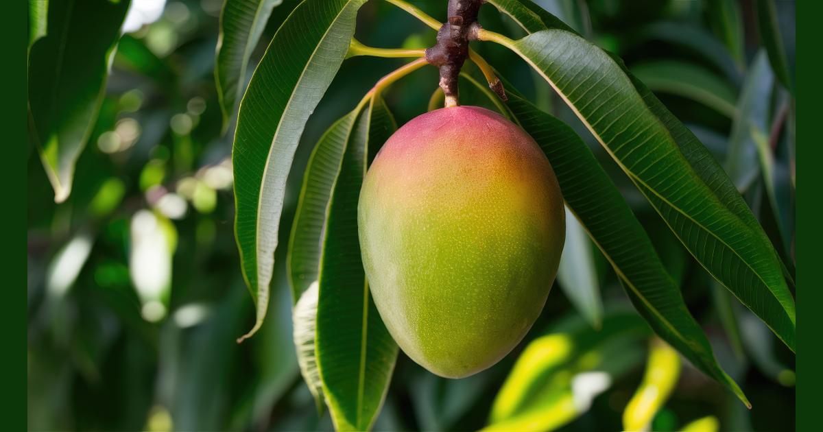 Exotic and tropical fruits | Fresh Pride